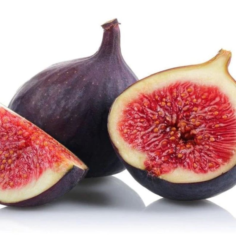 Violette De Bordeaux Live Fig Tree (5-9") - Negronne Ficus Carica ...