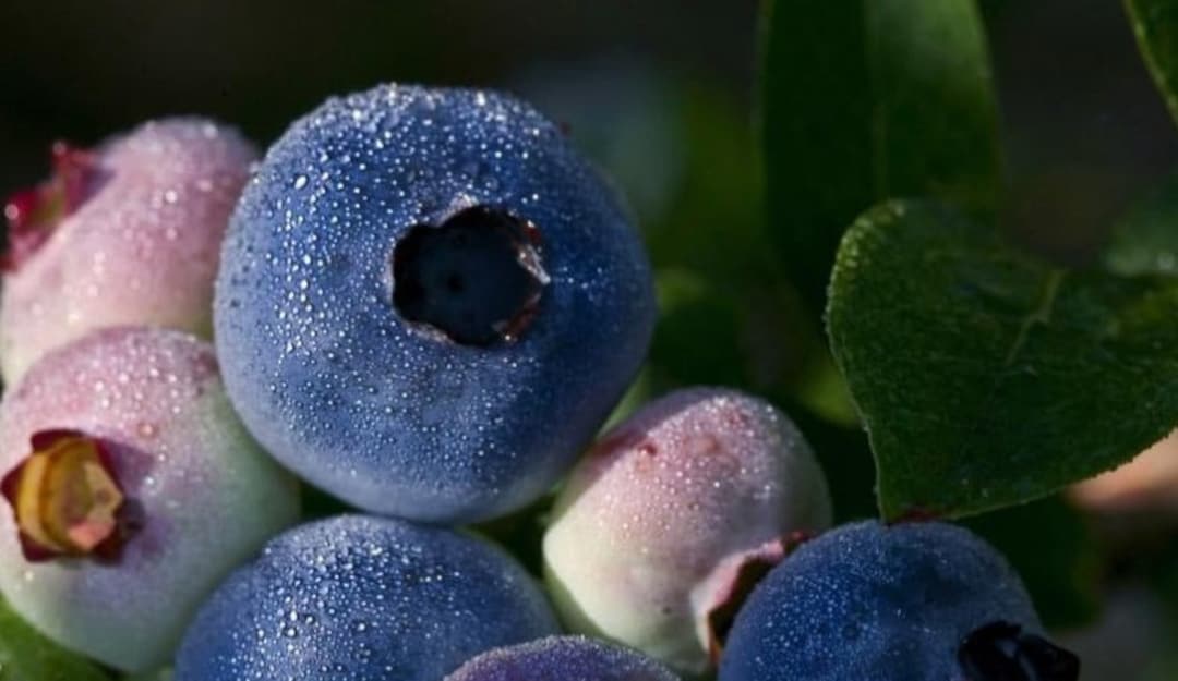 Chandler Blueberry Plant: Live Starter Dwarf Fruit Tree - Etsy
