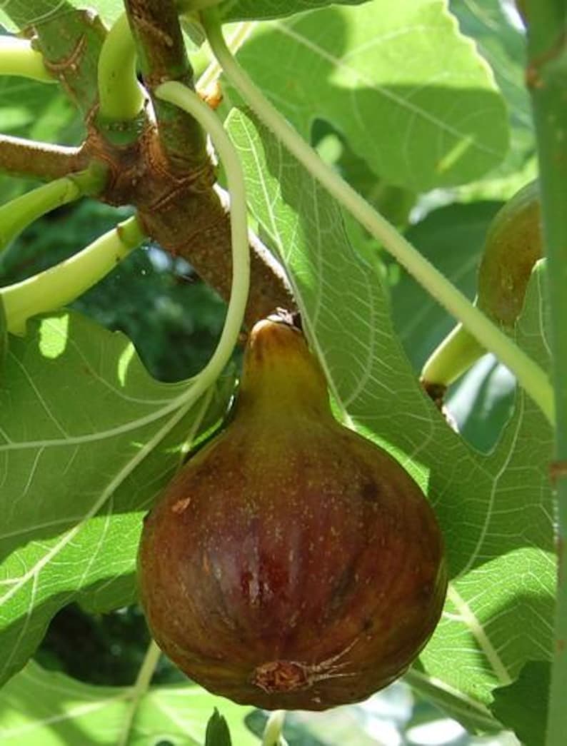 Live Olympian Fig Tree (5-9") - Award Winning Ficus Carica - Ultra Cold ...