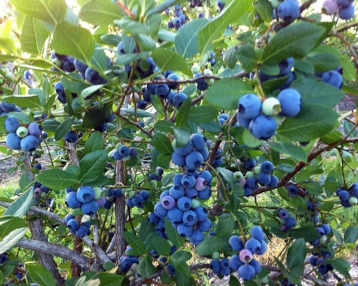 Rebel Blueberry Bush Southern Highbush Blue Berry Live Plant - Etsy