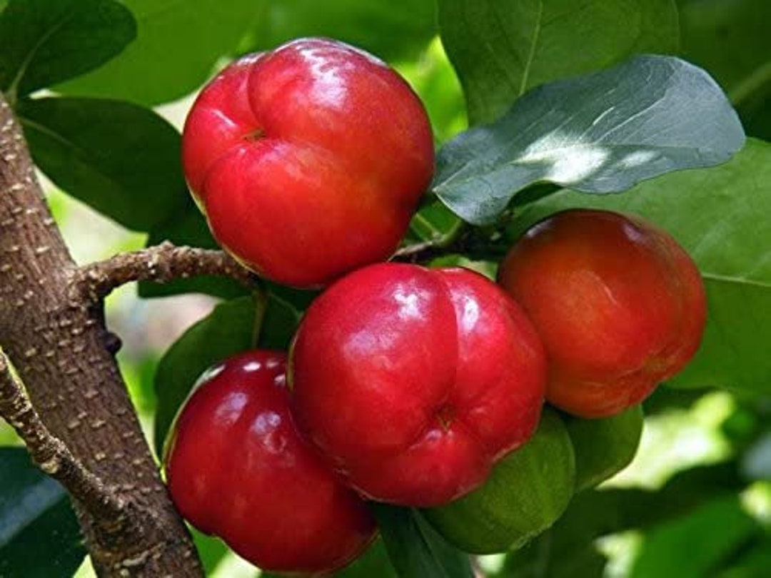 Barbados Cherry Tree Acerola Cherry Tree - Acerola Fruit Trees Live ...