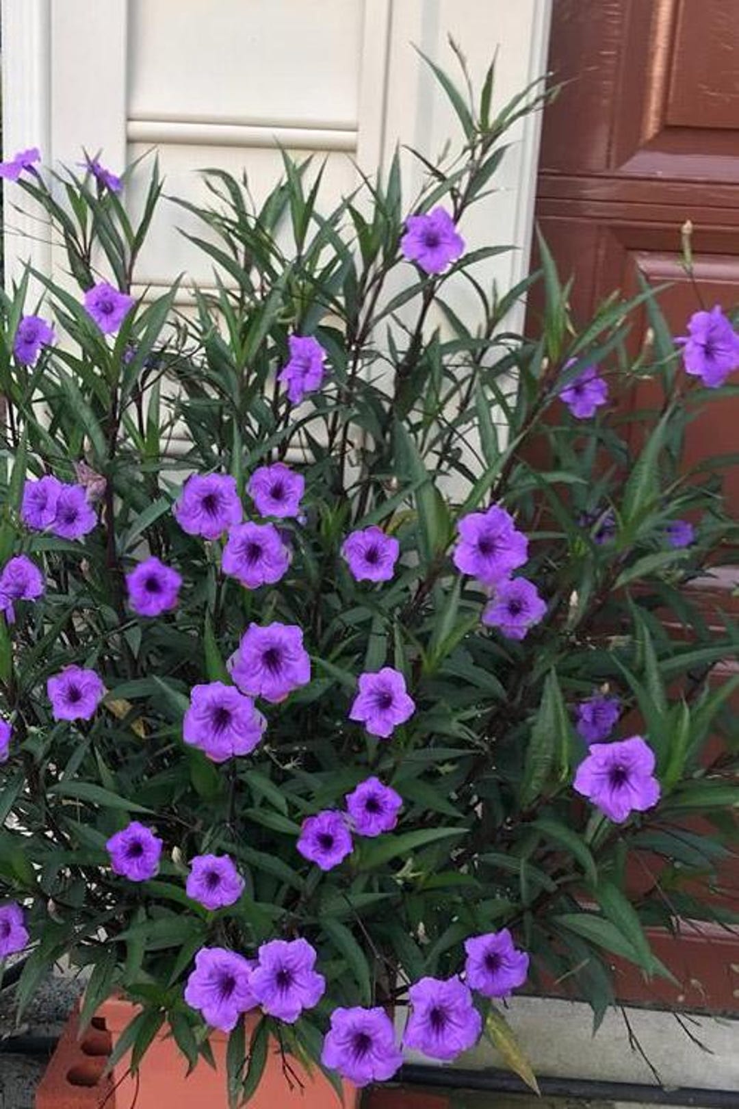 Purple Showers Ruellia Live Plants | Pack of 2 (TWO) | 5-9" Tall | Tall ...