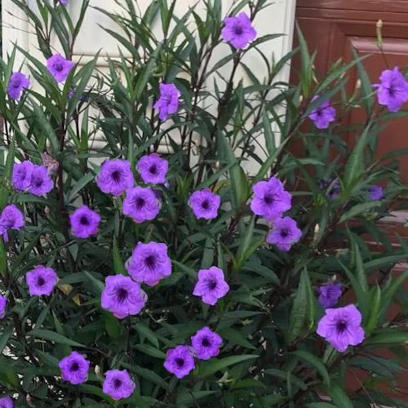 Live Mexican Petunia - Etsy