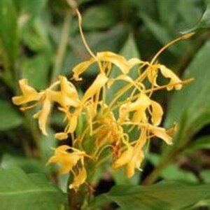 Molten Gold Dwarf Ginger - Organic and Non-gmo - Live Dwarf Ginger ...