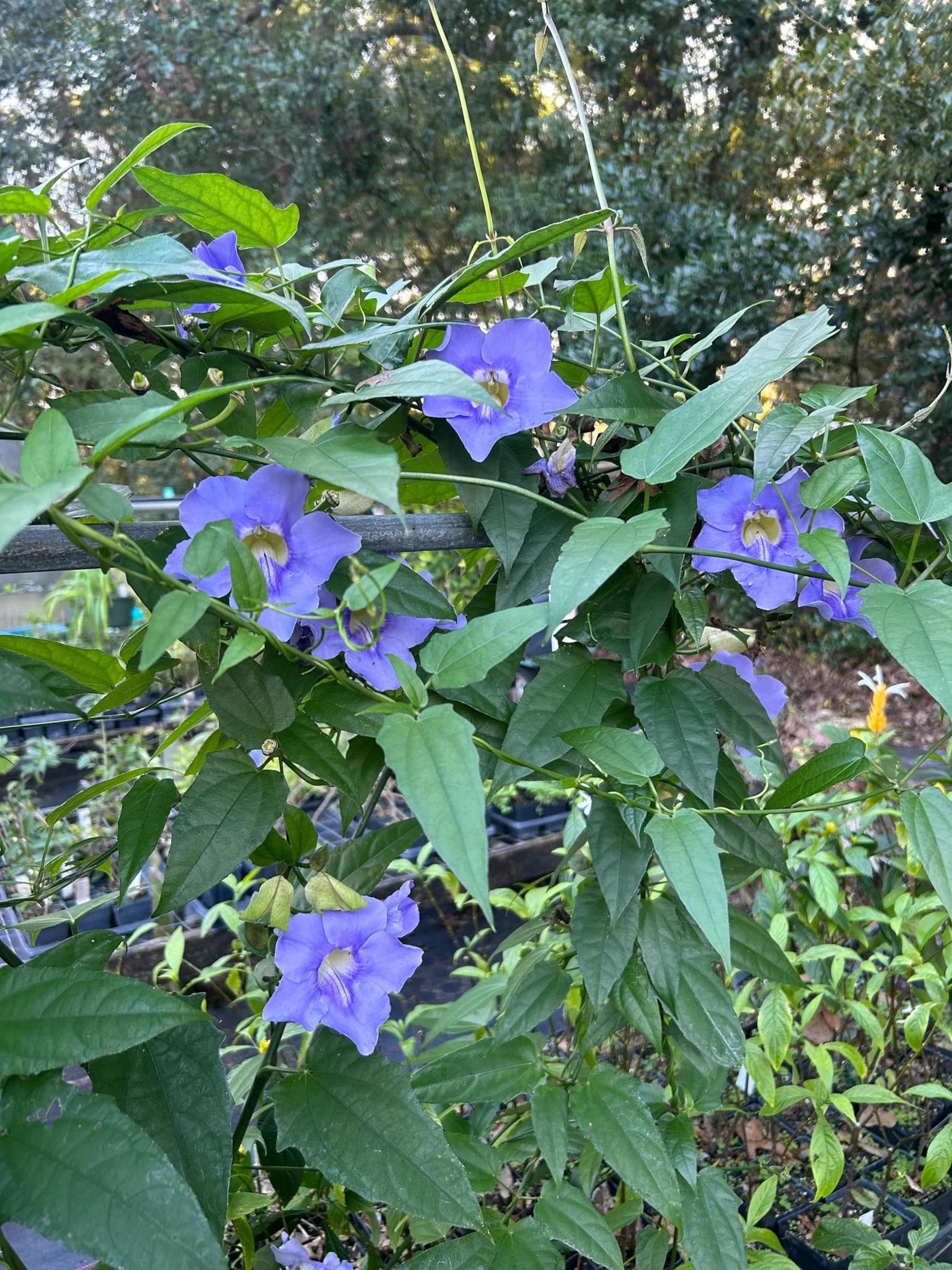 Thunbergia Grandiflora Plants | Pack of 2 (TWO) | 5-9 Inch Blue Trumpet ...