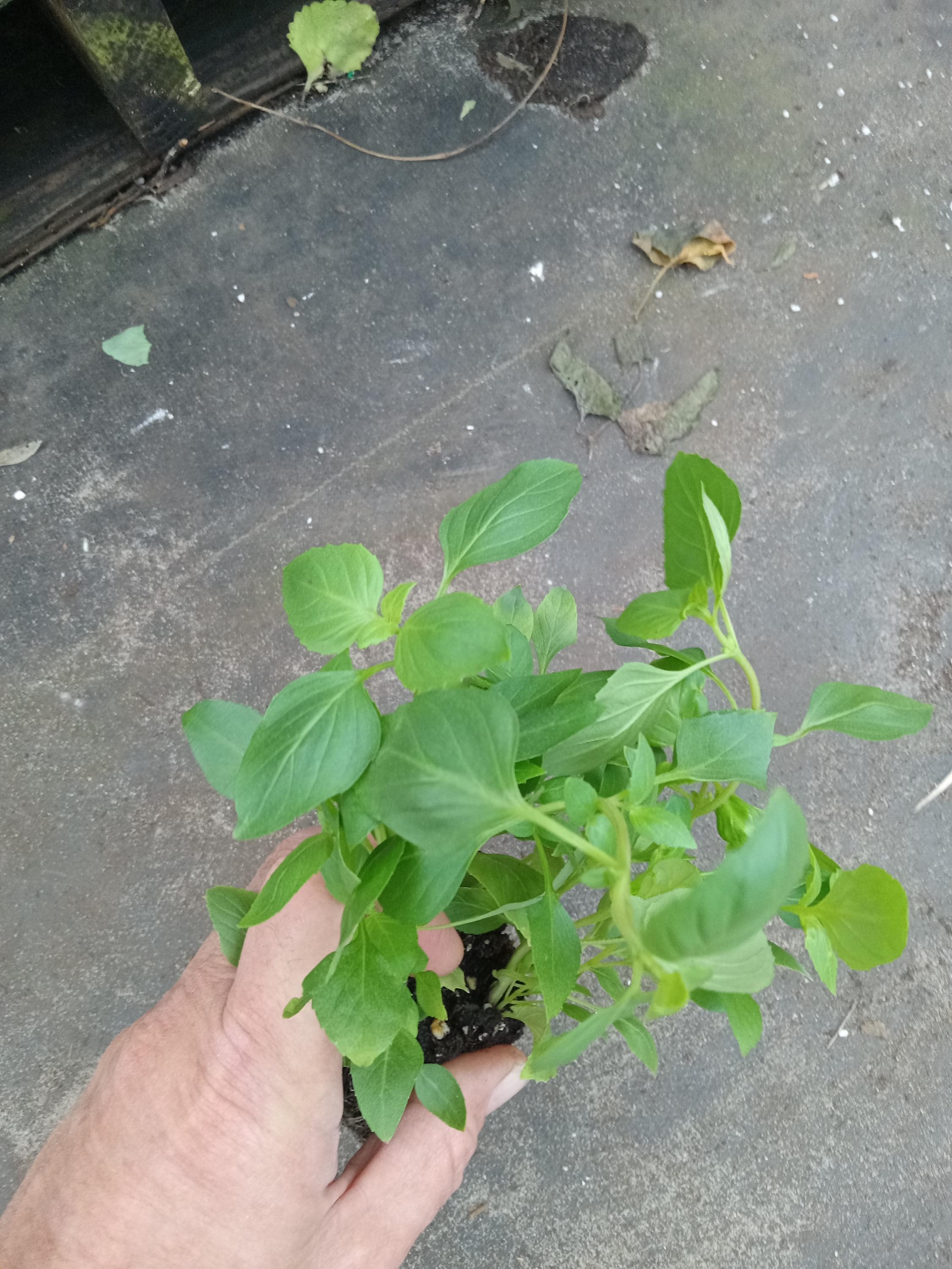 Live Greek Basil Plants (pack of 3) 5-8 Inches Tall – Aromatic and ...