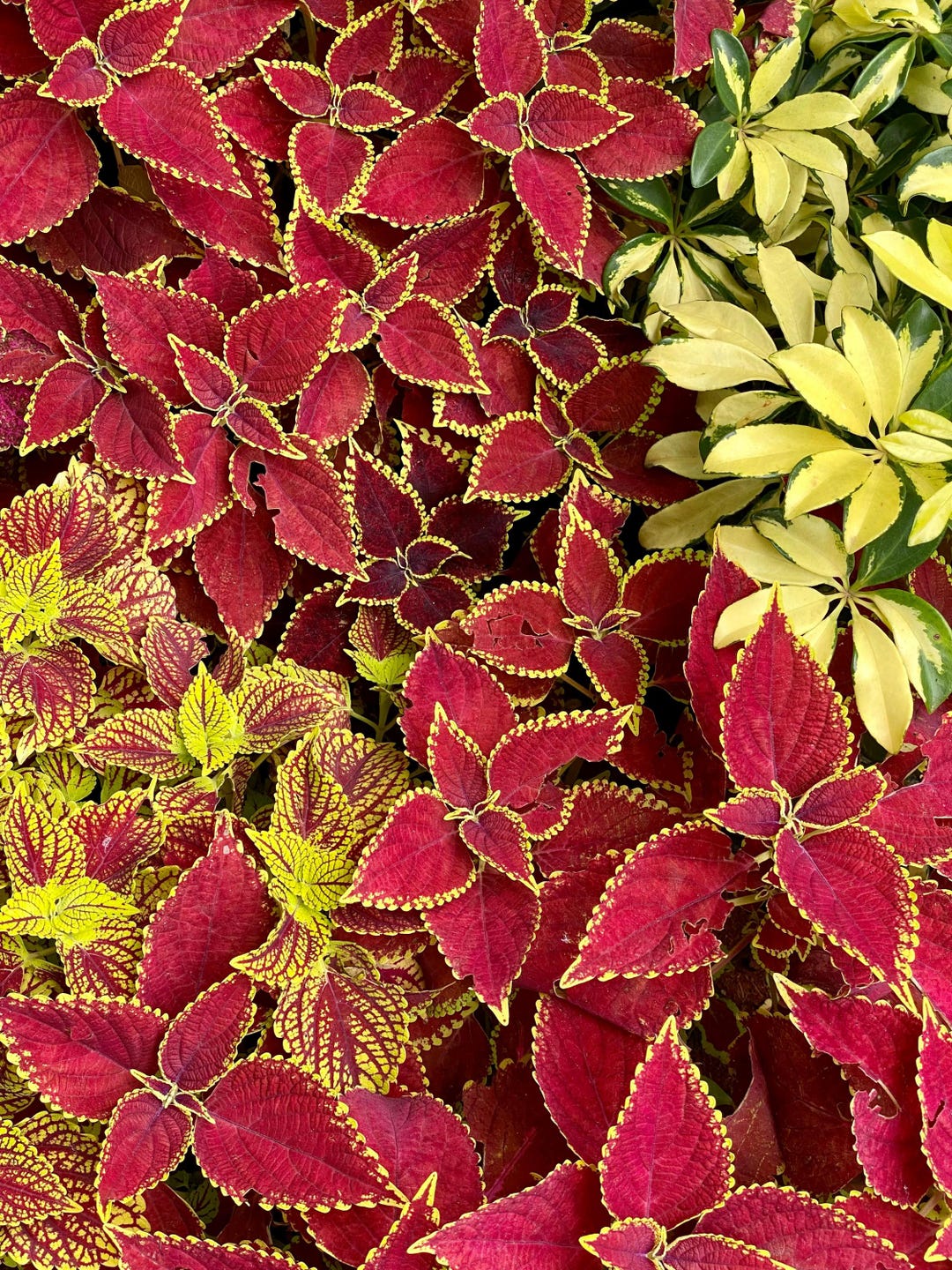 Live Coleus Plants – Pack of 10 Assorted Varieties – Vibrant Foliage ...