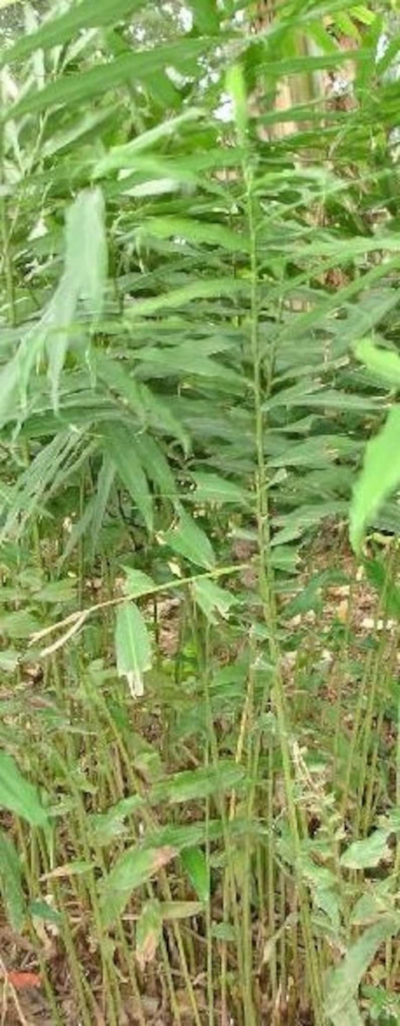 Grains of Paradise Live Plant - Alligator Pepper Starter Plant - Grains ...