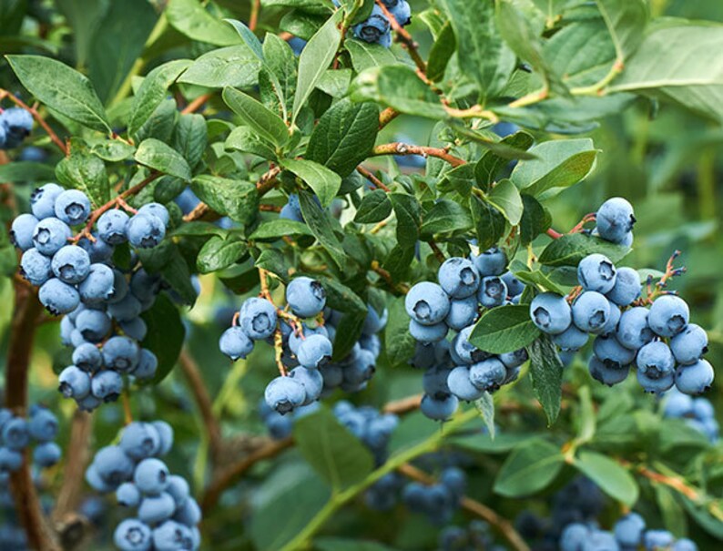 Blueberry Plant - Sharpblue Live Blueberry Plants - 4-8 Inch Southern ...