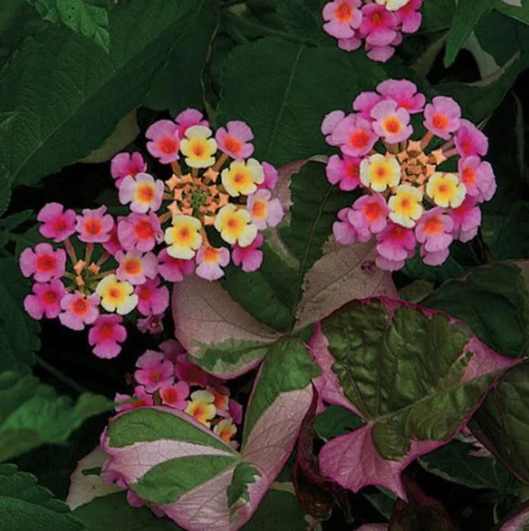 Lantana Plants Live - Pink Caprice Pack of 2 Lantana Live Plant - 4-6 ...