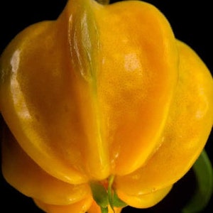 Yellow Star Cherry Tree - Live Cherry Plant - Cherry Fruit Tree ...