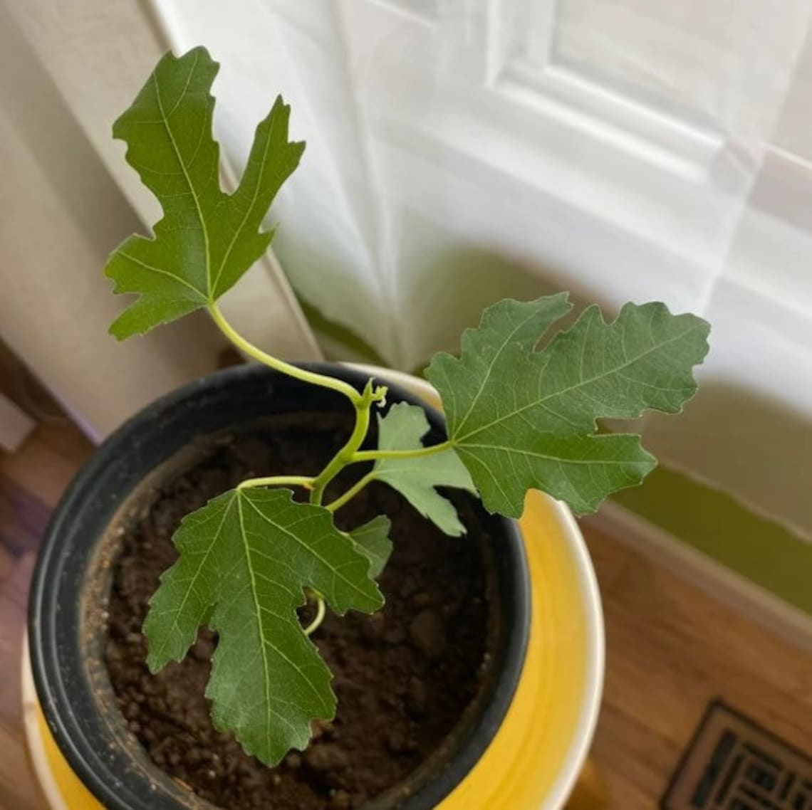 Fig Tree Plant LSU Gold Fig Tree Ficus Carica Louisian - Etsy