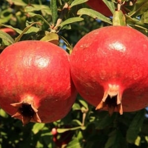 Pomegranate Tree - Salavatski Pomegranate Starter Tree - Punica ...