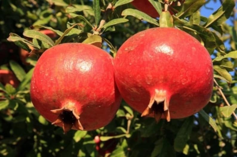 Pomegranate Tree Salavatski Pomegranate Starter Tree - Etsy