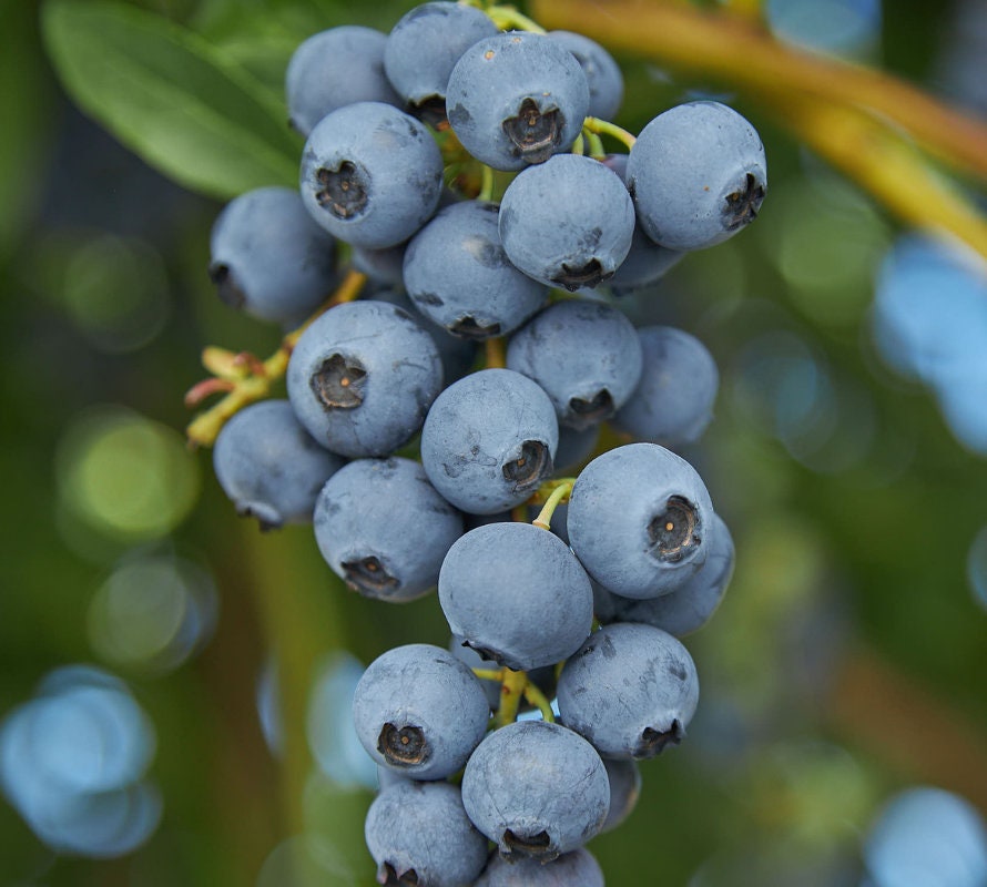 O'neil Blueberry Bush - Starter Southern Highbush Blue Berry Live Plant ...