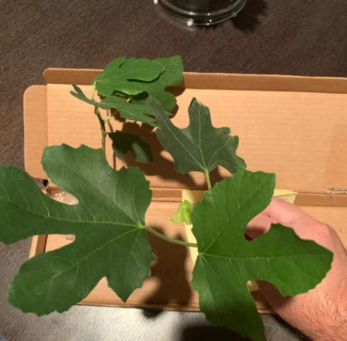 Fig Tree Plant LSU Gold Fig Tree Ficus Carica Louisian - Etsy
