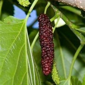 Mulberry Tree Live Plant - Pakistan Mulberry Tree - Live Pakistani ...