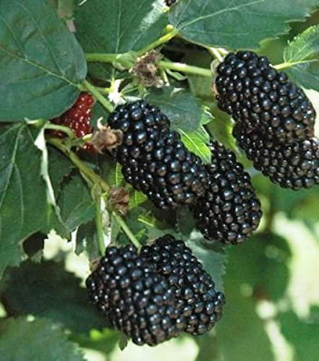 Arkansas Prime Blackberry Plant - Prime Ark Blackberry Plants for ...
