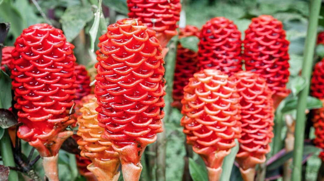 Shampoo Ginger Rhizomes: Exotic Pinecone Ginger - Pack of 5 – Zingiber ...