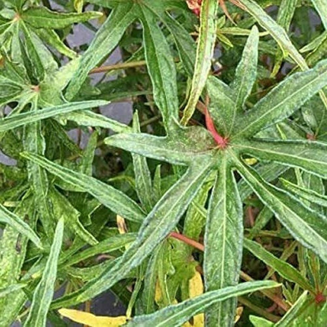 South Sea Salad Tree - Chief Kubo Bele Tree - Spinach Like Plant ...