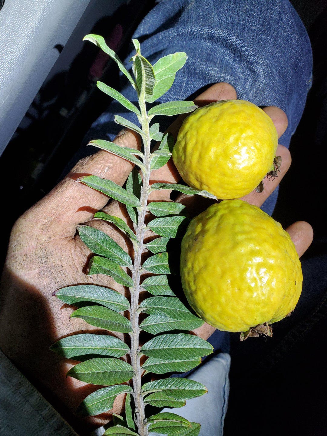 Dwarf Guava Guava Live Plant – 4–6” Tall Nano Leaf Guava – Rare Psidium ...