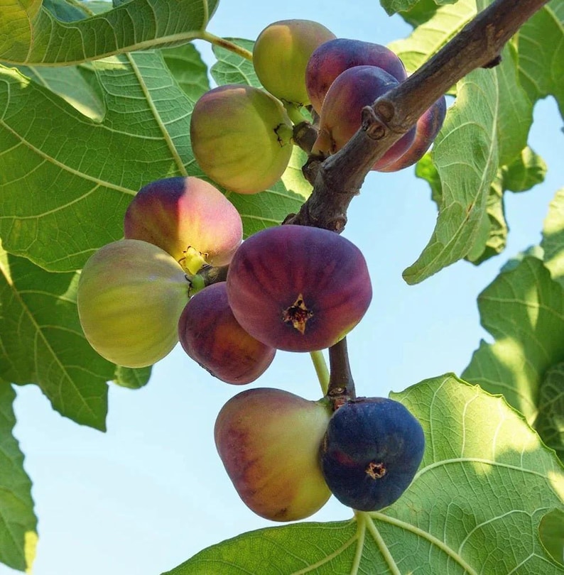 Violette De Bordeaux Live Fig Tree (5-9") - Negronne Ficus Carica ...