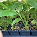 Thai Ginger Plant Alpinia Galanga Ginger Plants to Grow Live Starter ...