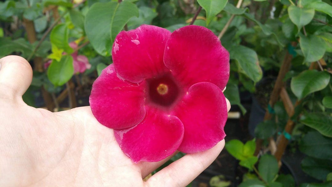 Allamanda Red Live Plants - Pack of 2 Brazilian Allamanda 'lil Red ...