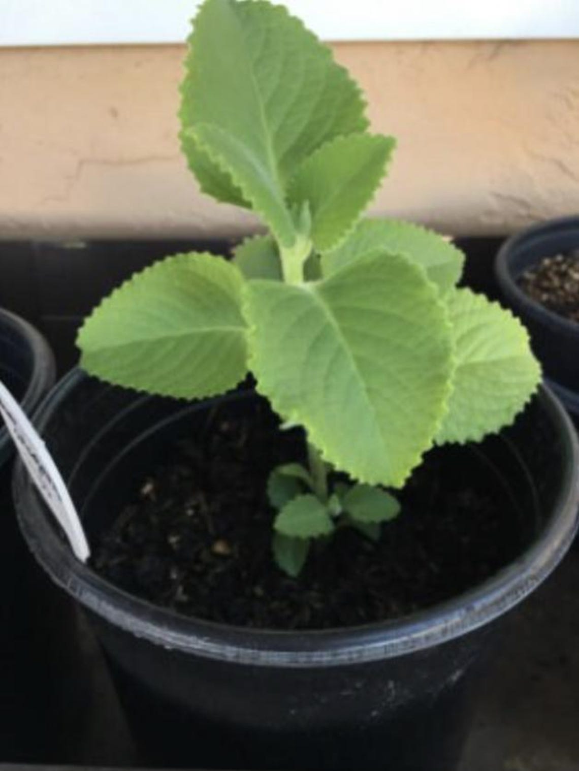 Cuban Oregano Live Plant – 4–6” Tall Starter – Also Known as Spanish ...