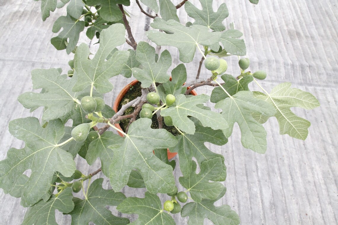 Fignomenal Fig Tree Dwarf Fig Tree Ficus Carica Live Tree - Etsy