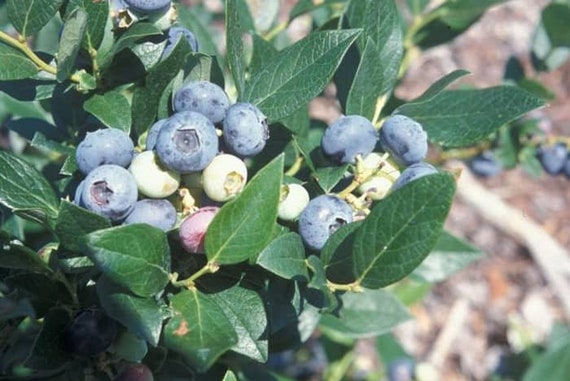 Highbush Blueberry Hedge