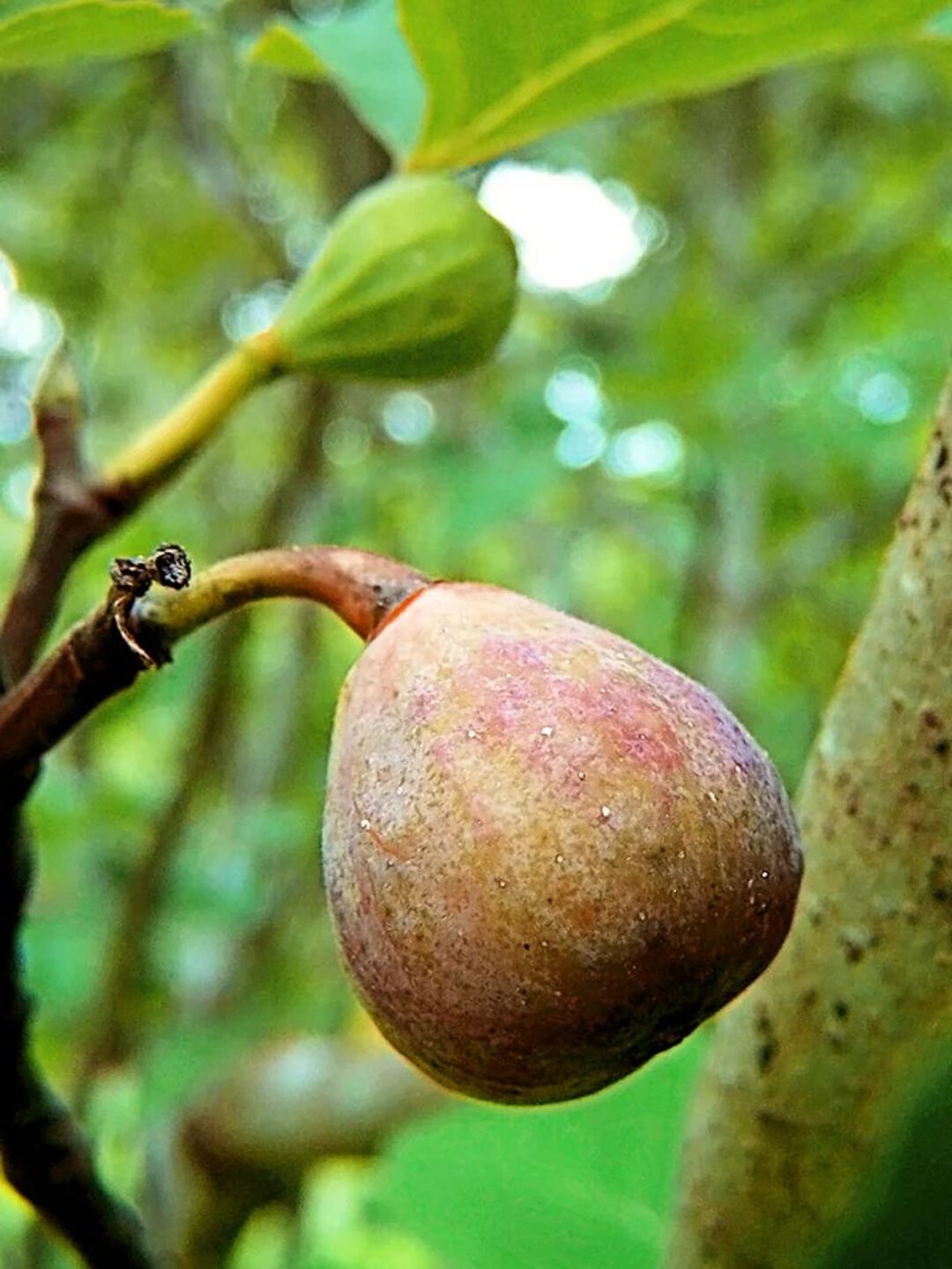 Live Celeste Fig Tree (5-9") - Ficus Carica "sugar Fig" - Cold Hardy ...