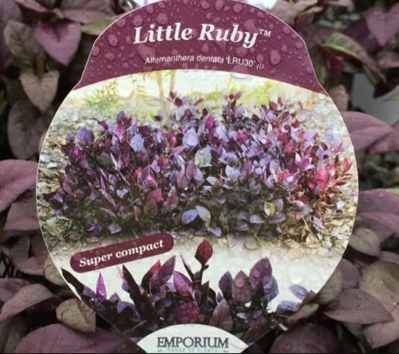 Alternanthera ‘little Ruby’ – Pack of 2 Starter Plants (4-6 Inches Tall ...