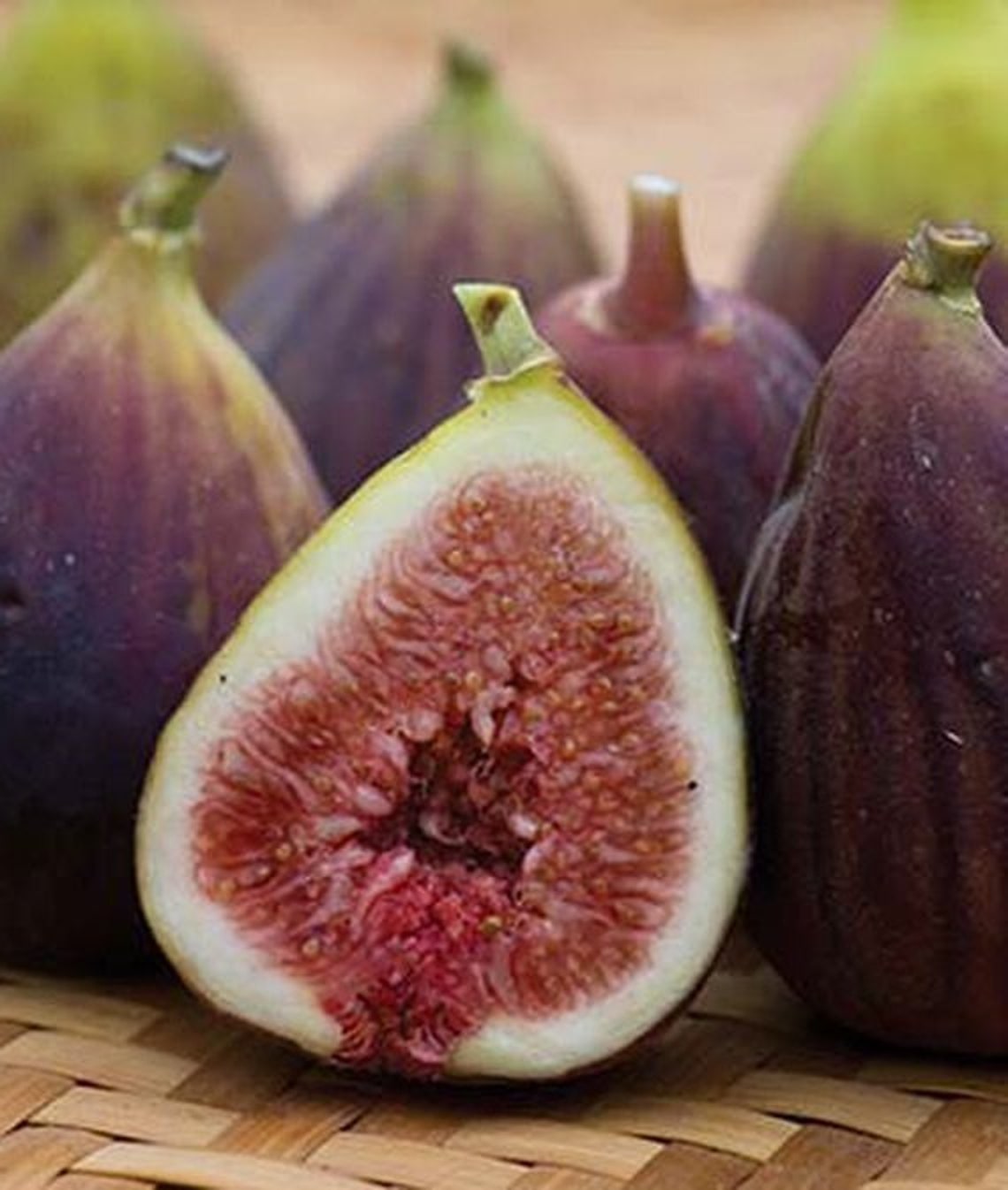 Fig Tree Plant LSU Purple Fig Tree Louisiana Purple Fig | Etsy
