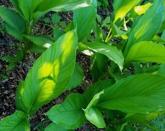 Purple Turmeric | Etsy