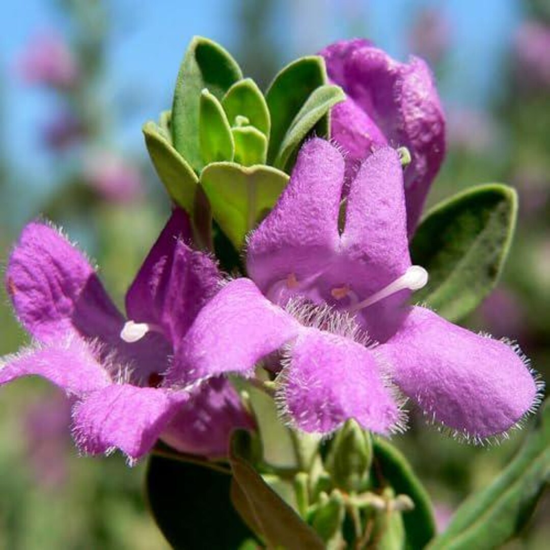 Dwarf Texas Sage Live Plants (5-9") - Pack of 2 (TWO) - Leucophyllum ...