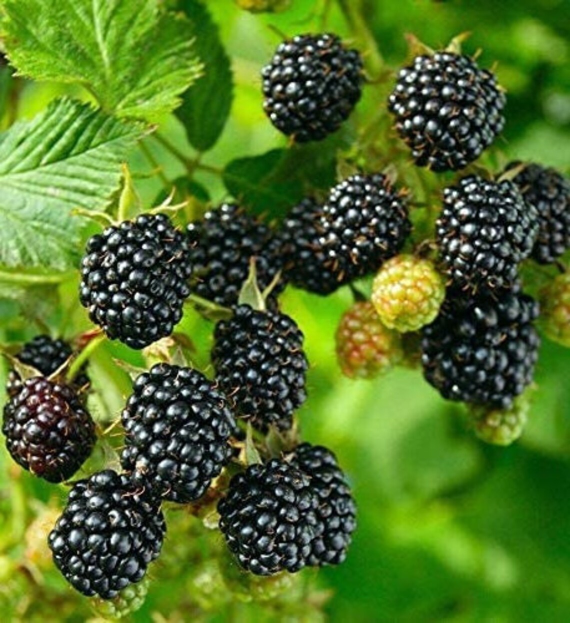 Blackberry Plant Big Daddy Black Berry Bush Starter Berry - Etsy
