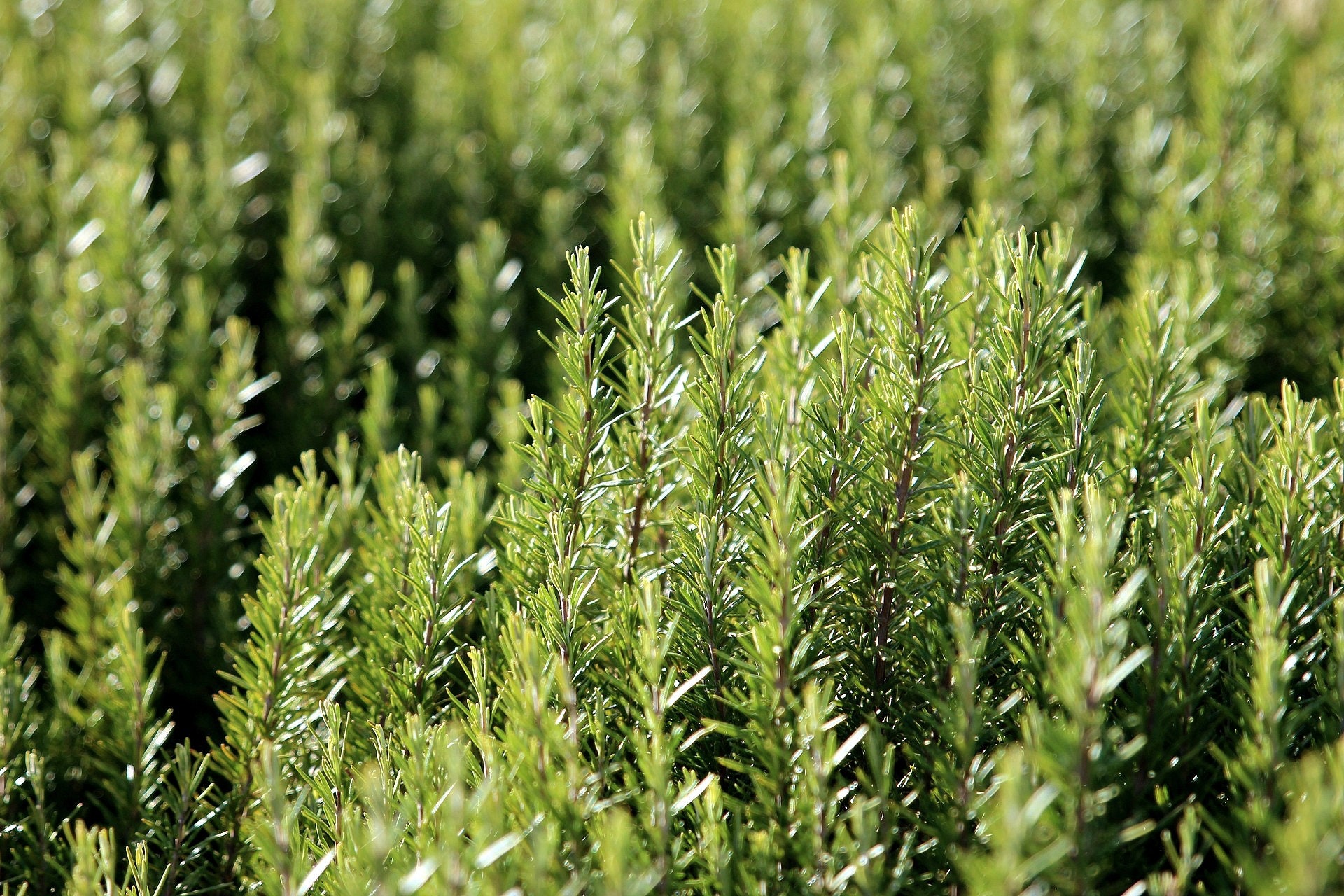 Arp Rosemary Plant - Rosmarinus Officinalis Arp - Rosemary Live Plant ...