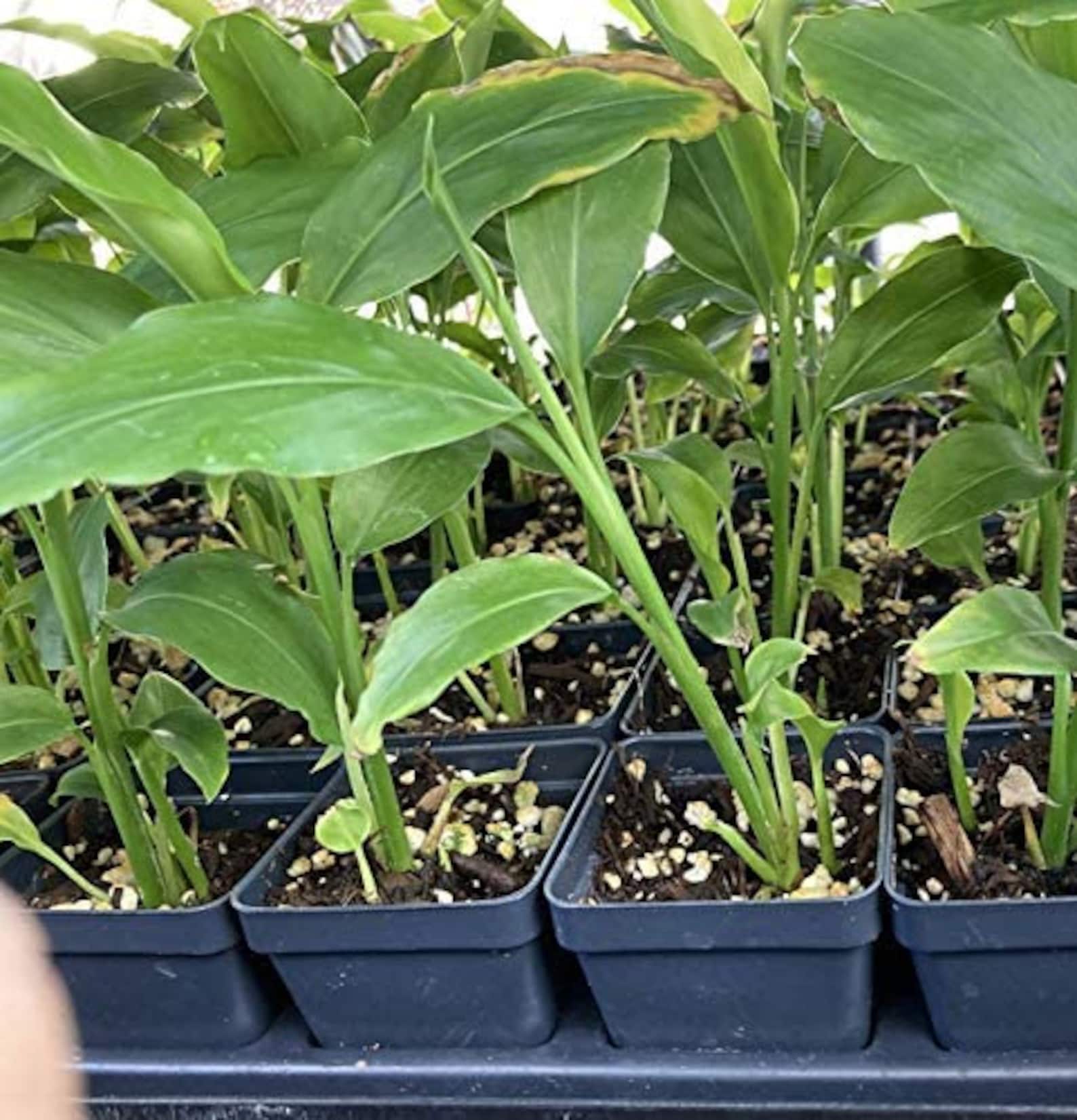 Thai Ginger Plant Alpinia Galanga Ginger Plants to Grow Live - Etsy Canada