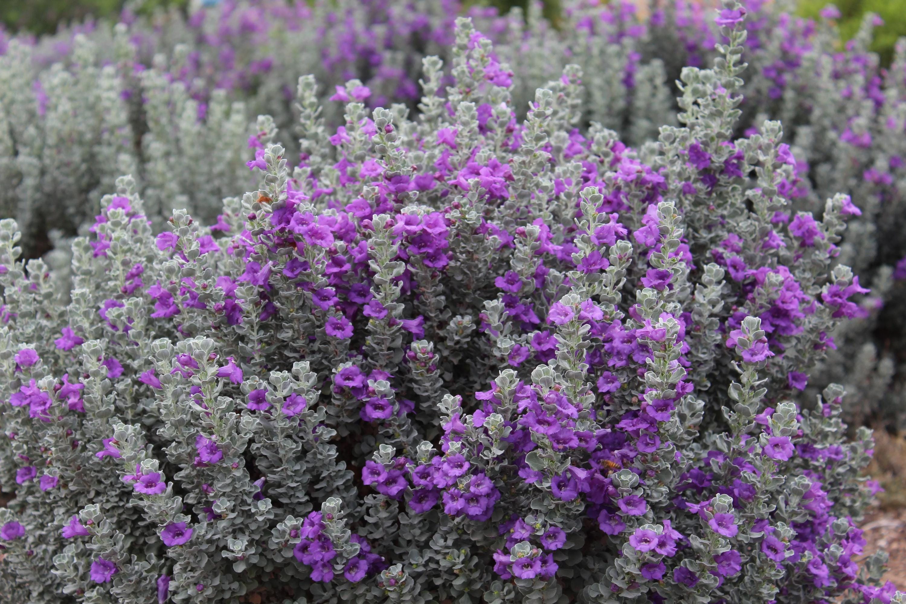 Dwarf Texas Sage Live Plants (5-9") - Pack of 2 (TWO) - Leucophyllum ...