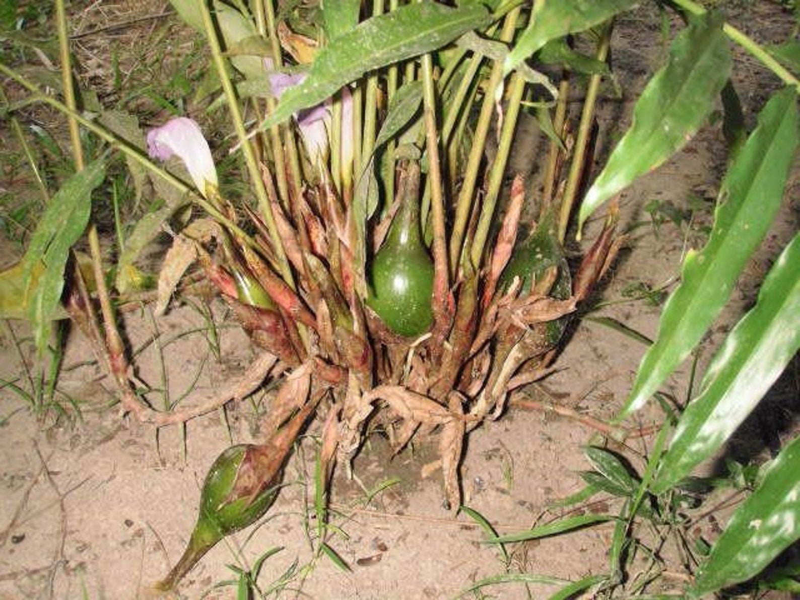 Grains Of Paradise Live Plant Alligator Pepper Starter Plant | Etsy