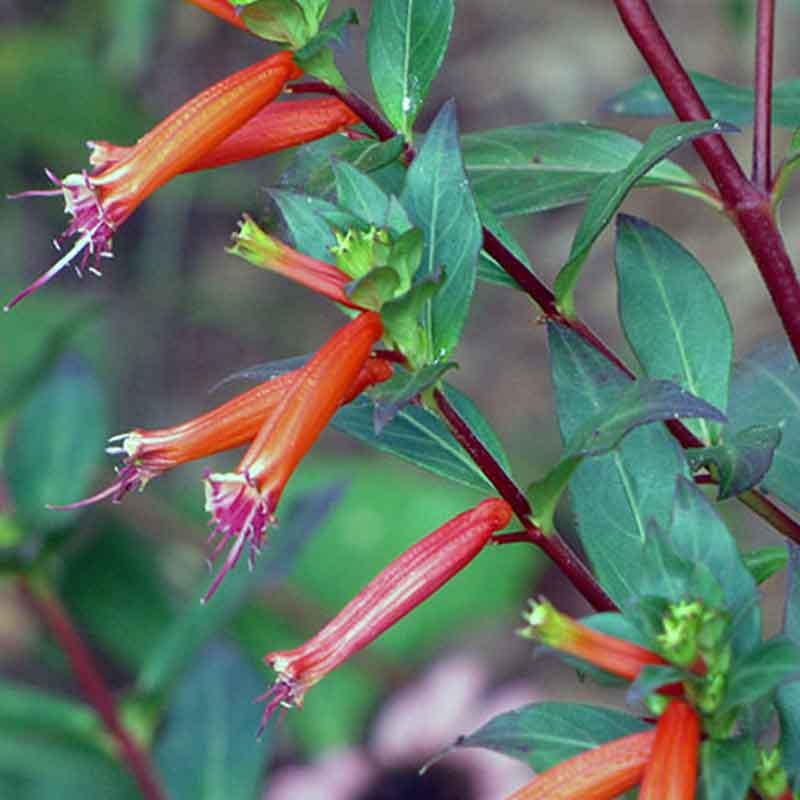 Cuphea David Verity (large Cigar Plant) 5-9" Pack of 2 (TWO) Live ...