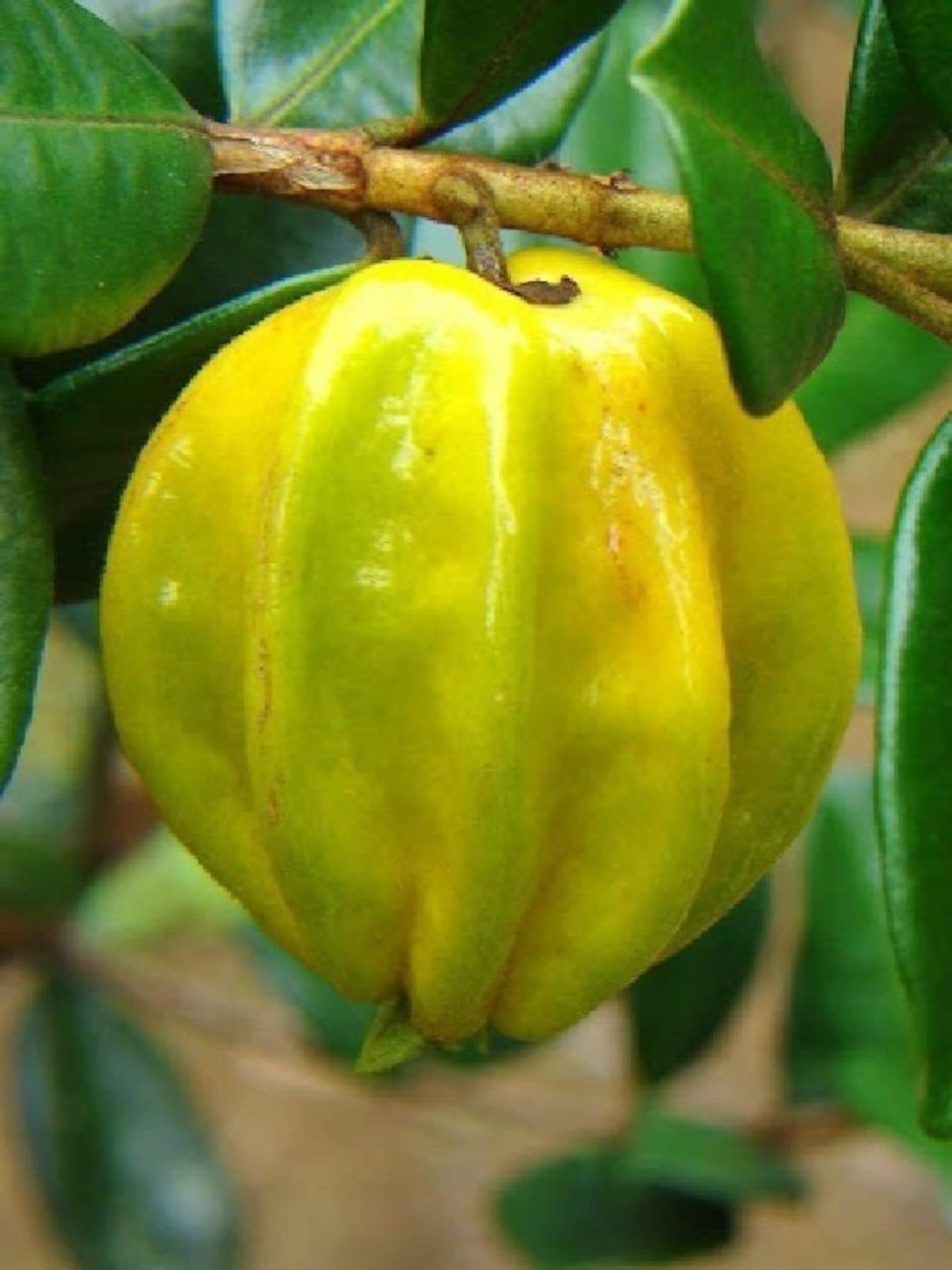 Yellow Star Cherry Tree - Live Cherry Plant - Cherry Fruit Tree ...