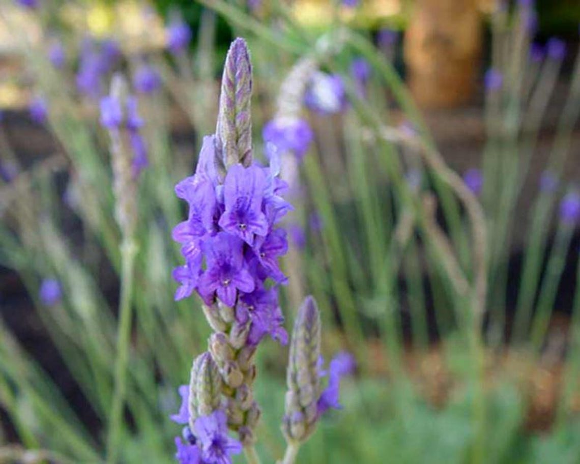 Fern Leaf Lavandula Pinnata - Lavender Pinnata Live Plants (5-9 ...