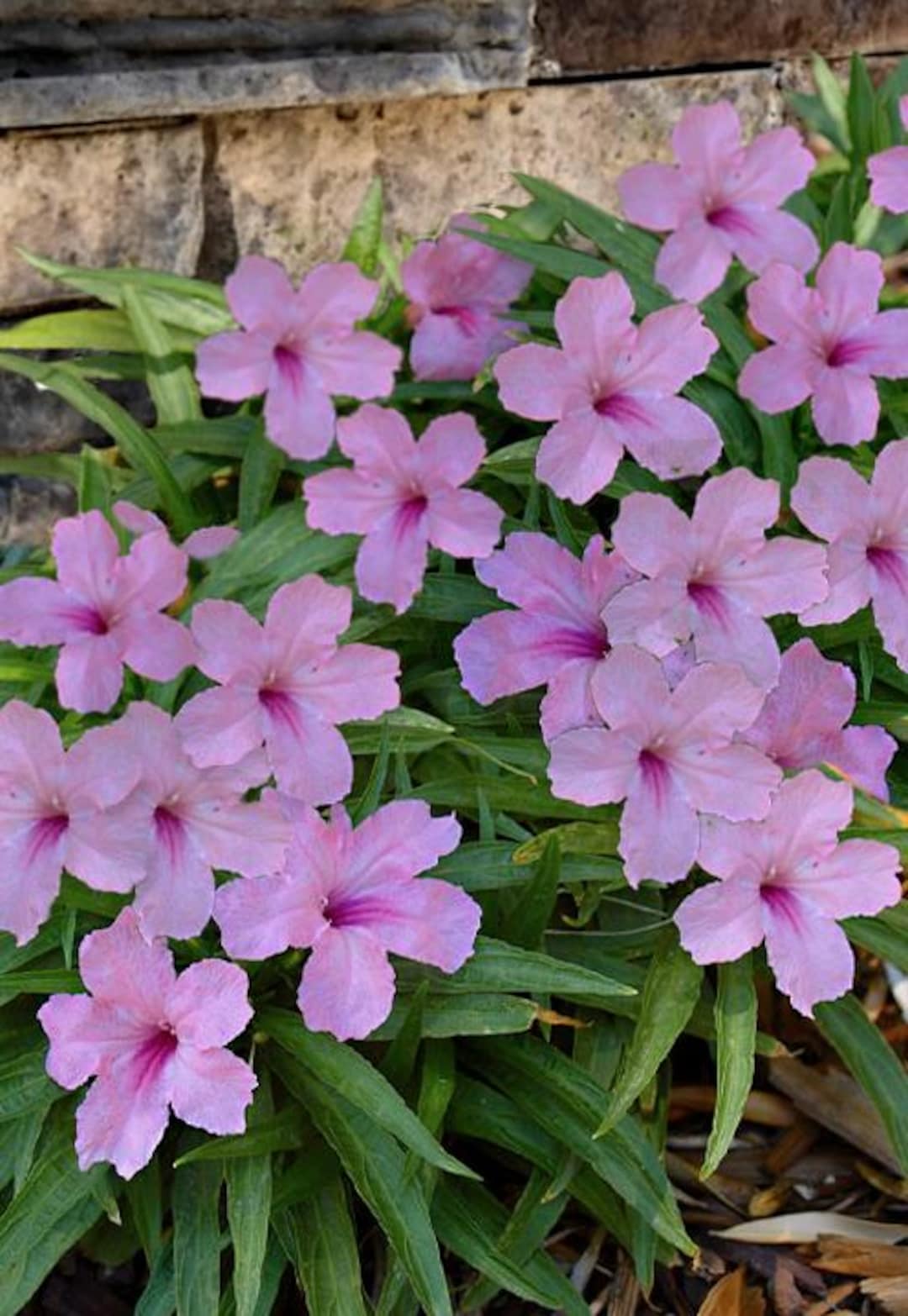 Katie’s Dwarf Pink Ruellia Live Plants | Pack of 2 (TWO) | 5-9" Tall ...