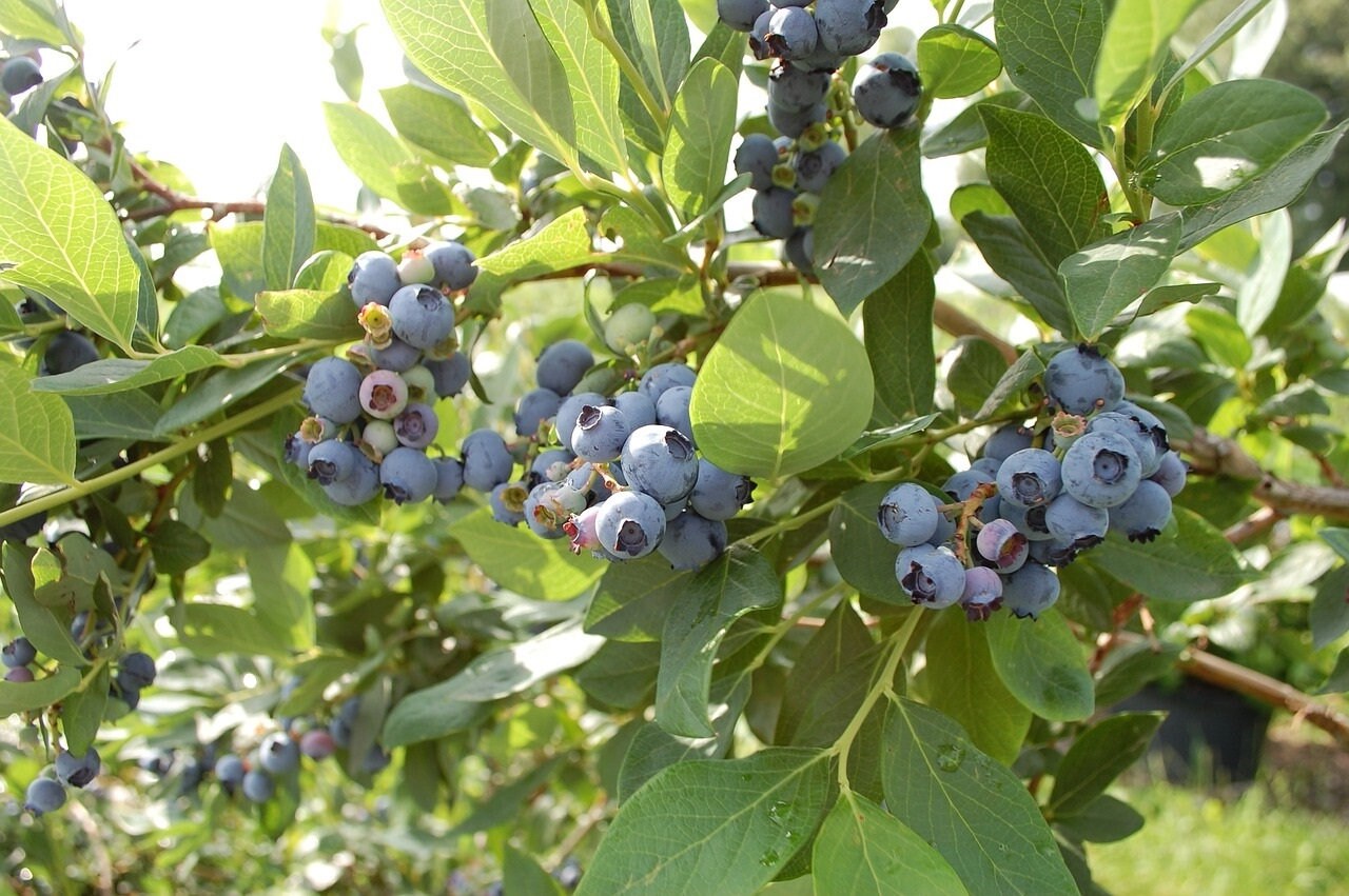 O'neil Blueberry Bush - Starter Southern Highbush Blue Berry Live Plant ...