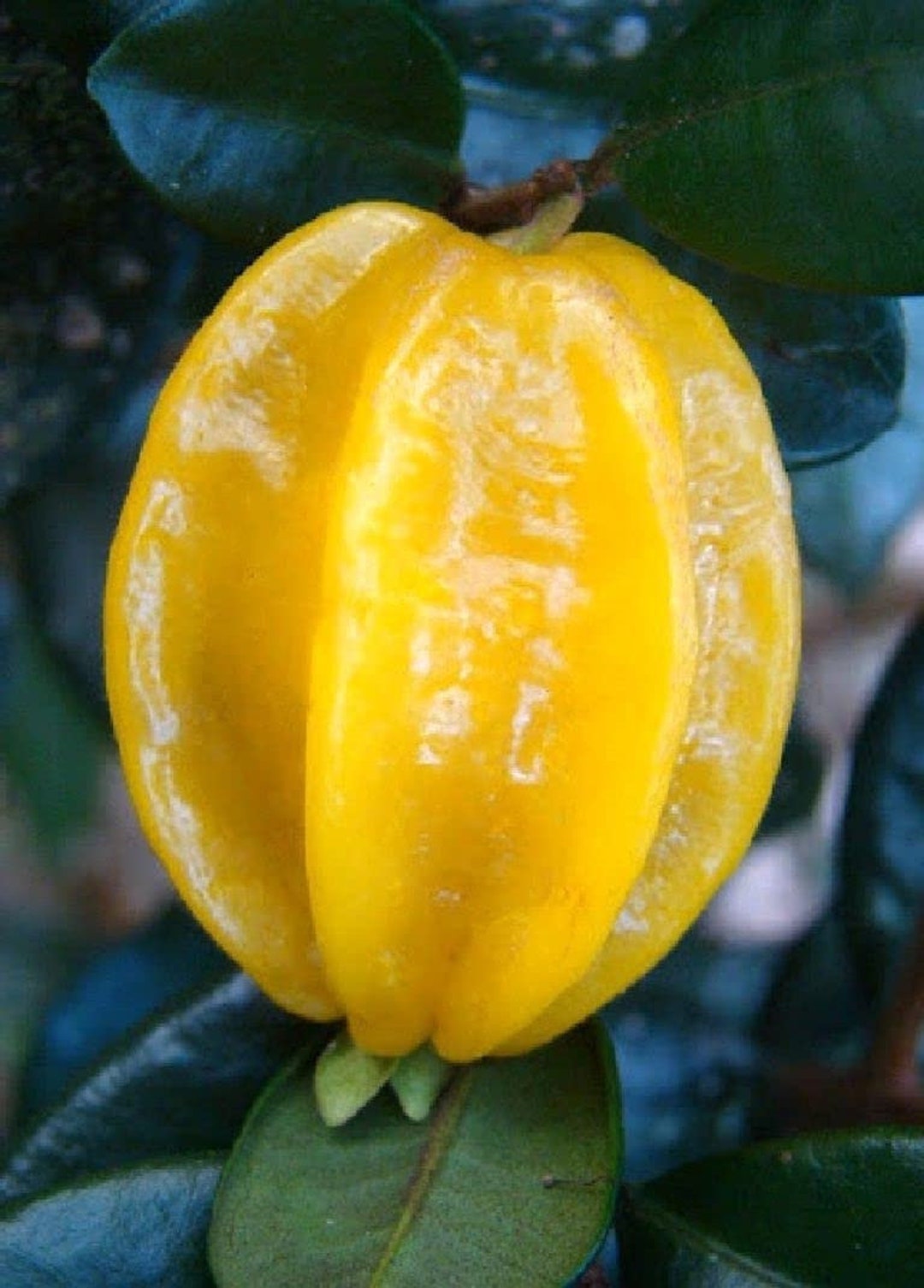 Yellow Star Cherry Tree - Live Cherry Plant - Cherry Fruit Tree ...