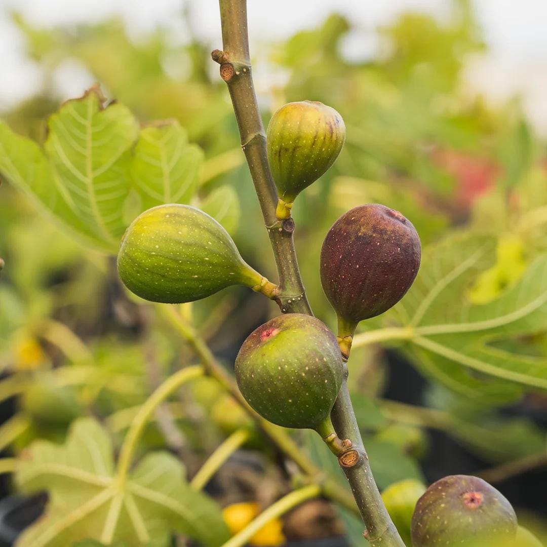 Live Celeste Fig Tree (5-9") - Ficus Carica "sugar Fig" - Cold Hardy ...