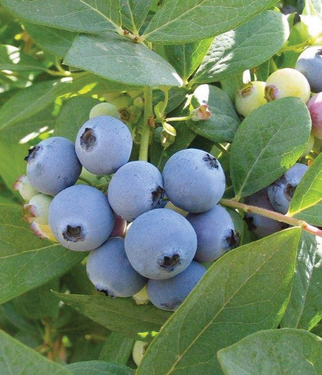 Jewel Blueberry Bush Jewel Southern Highbush Blueberry - Etsy