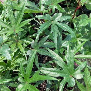 South Sea Salad Tree - Chief Kubo Bele Tree - Spinach Like Plant ...